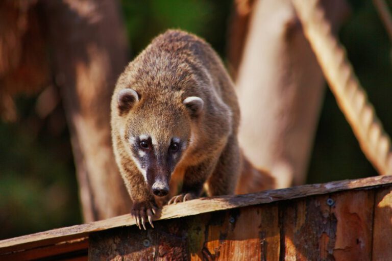 Training a coati | Aisa Coco