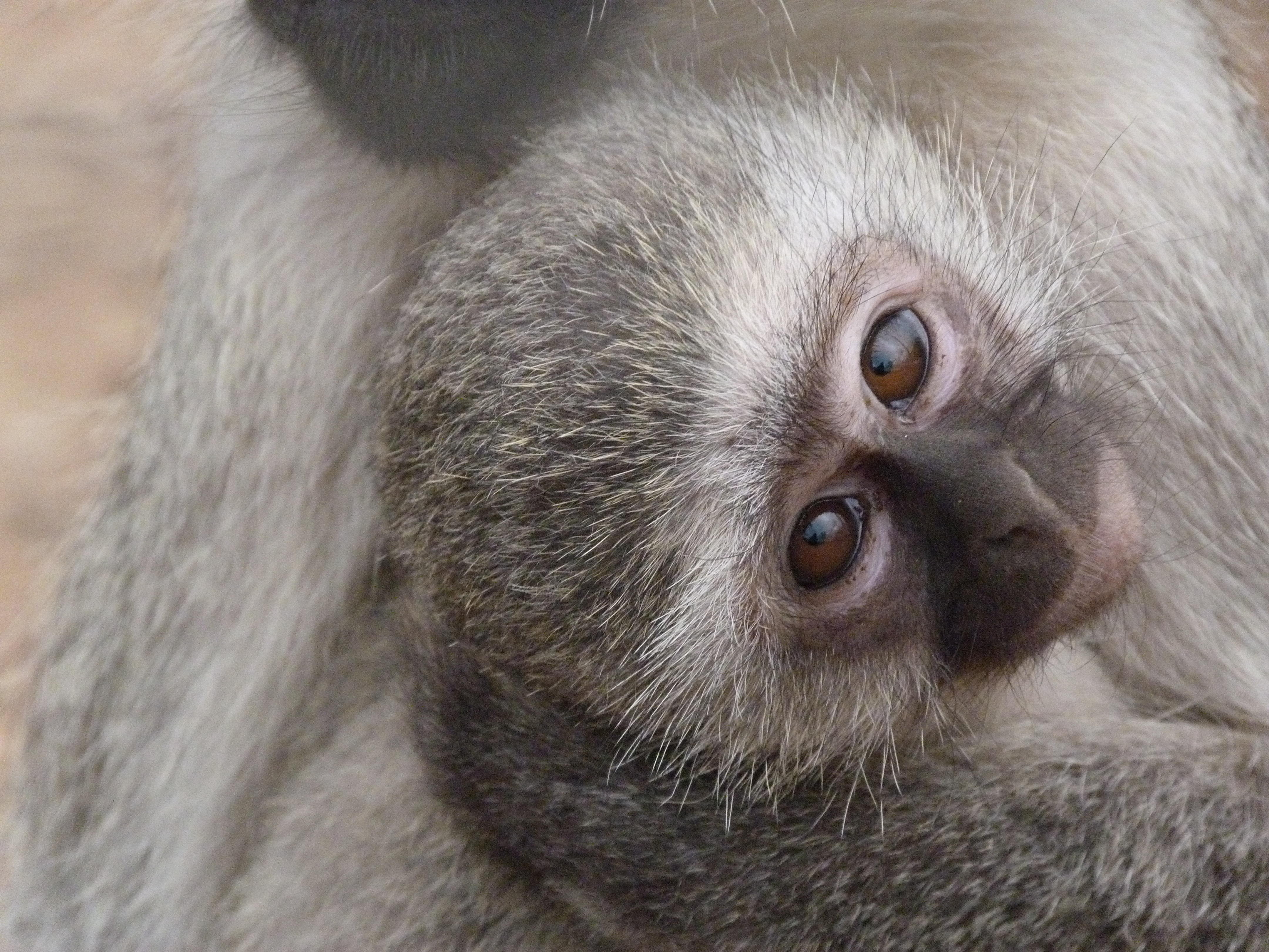The adventures of a baby vervet