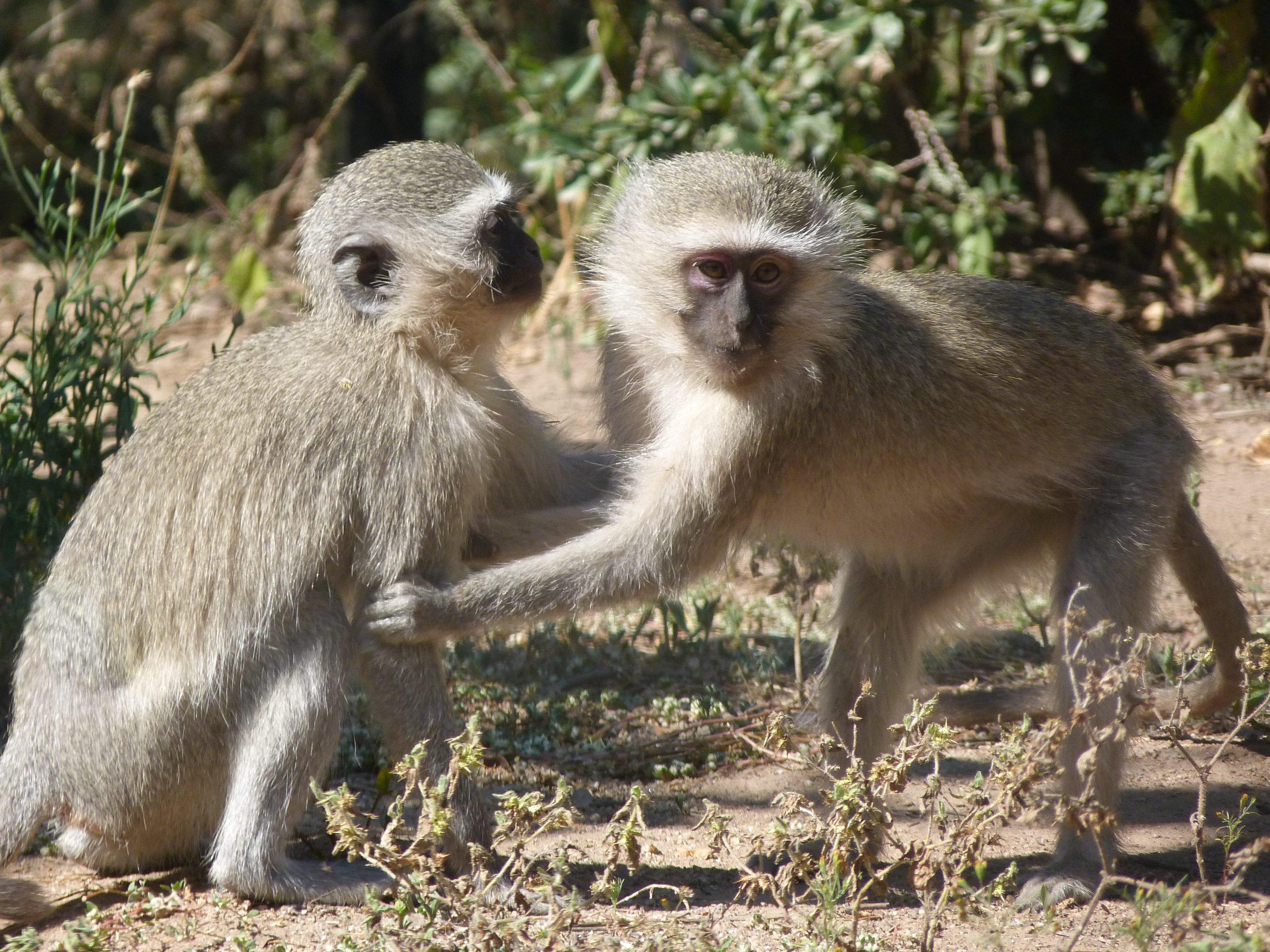Mika and her journey from pet to wild vervet monkey