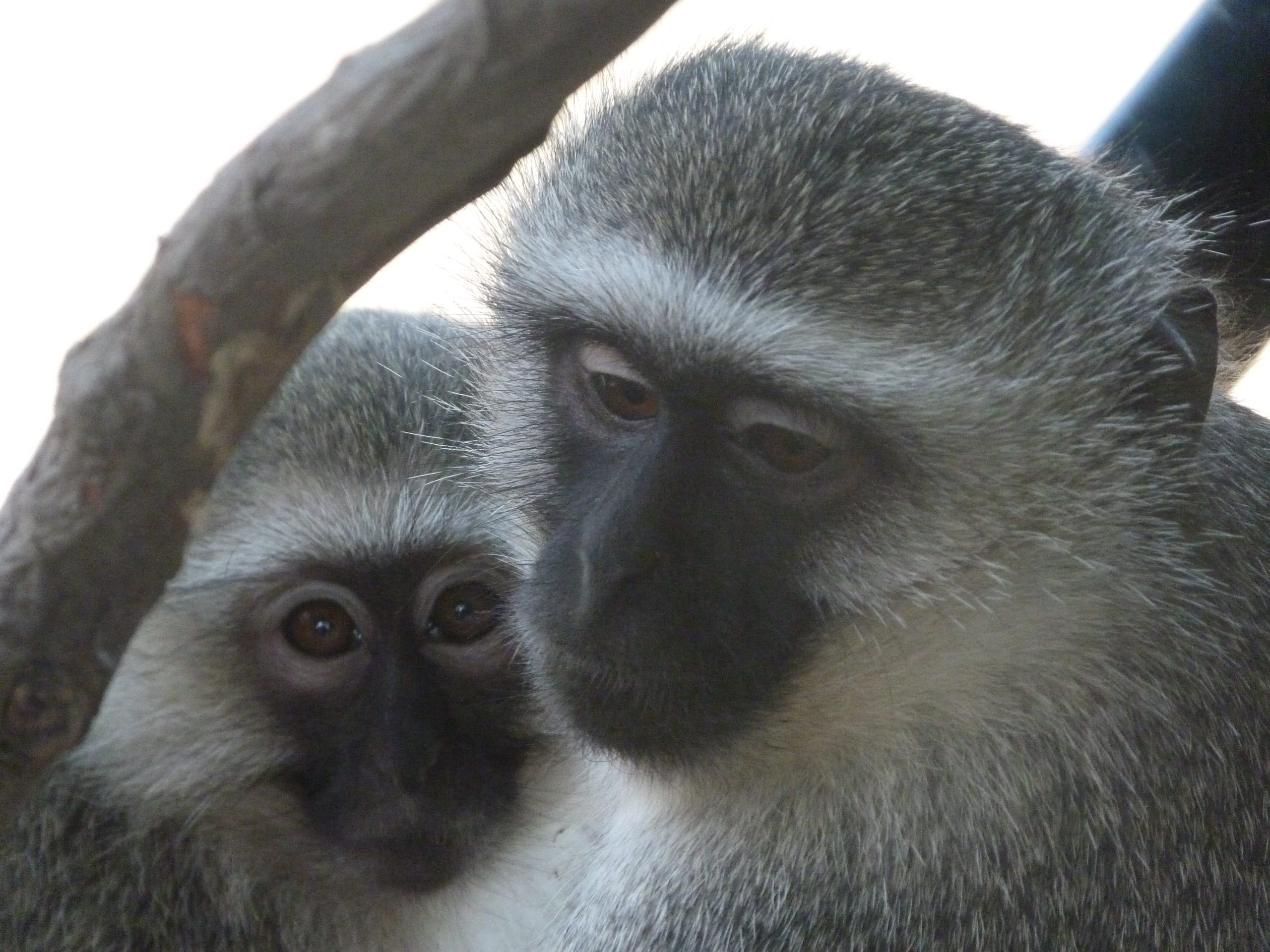 Mika and her journey from pet to wild vervet monkey