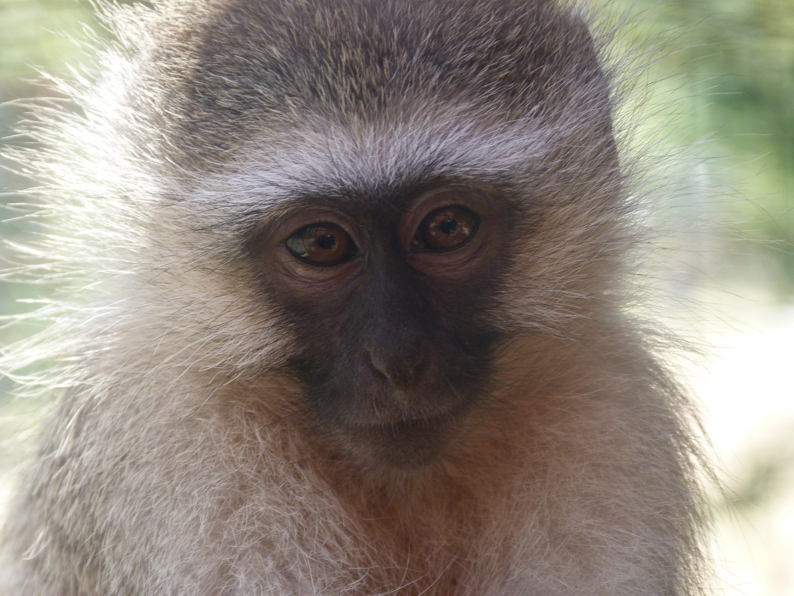 Mika and her journey from pet to wild vervet monkey