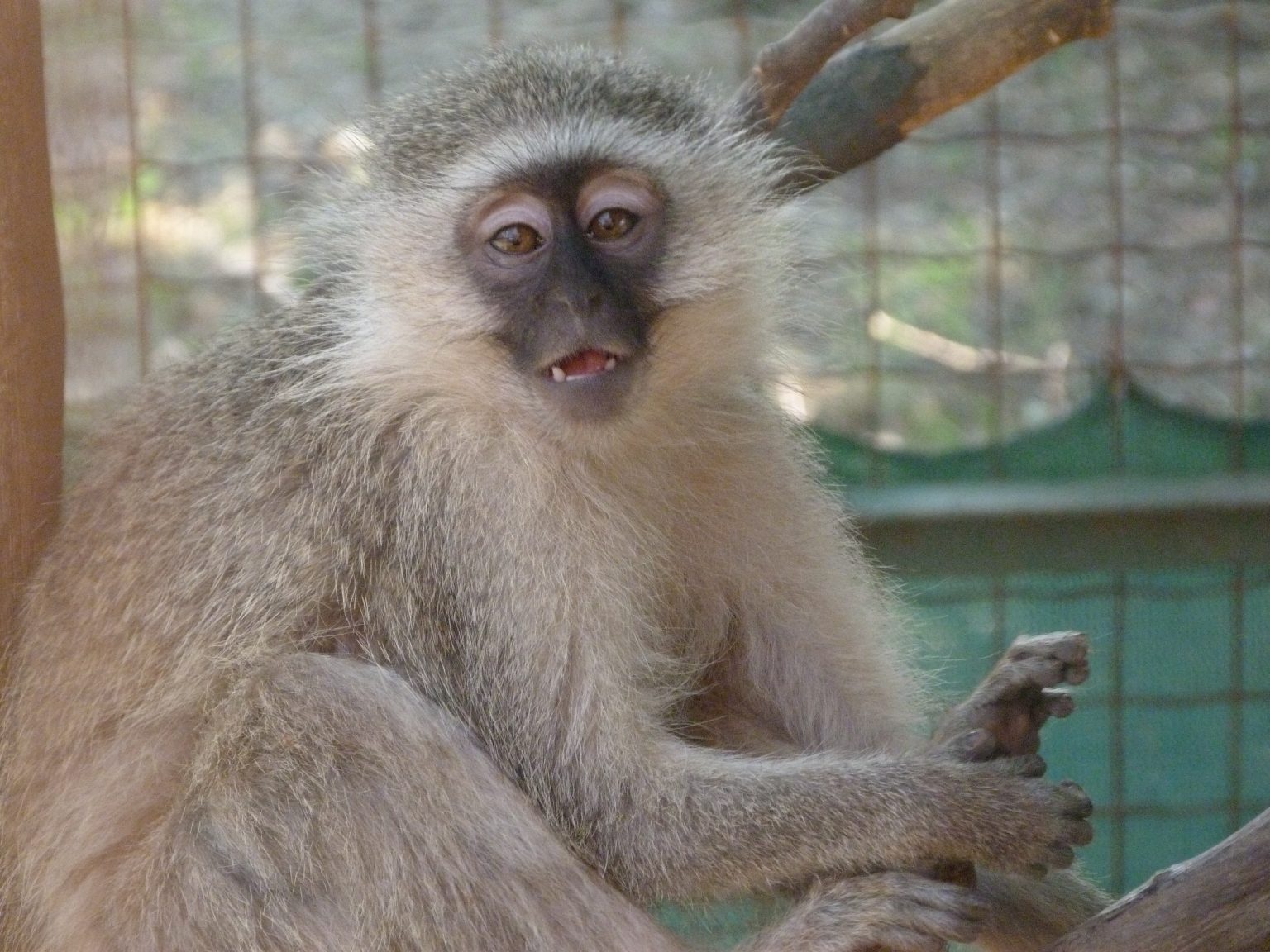 Mika and her journey from pet to wild vervet monkey
